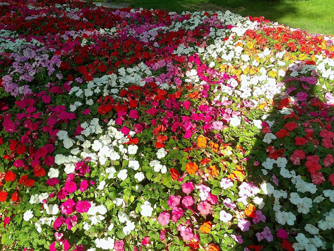 Camp Snap, la cámara digital sin pantalla que se ha convertido en un ...